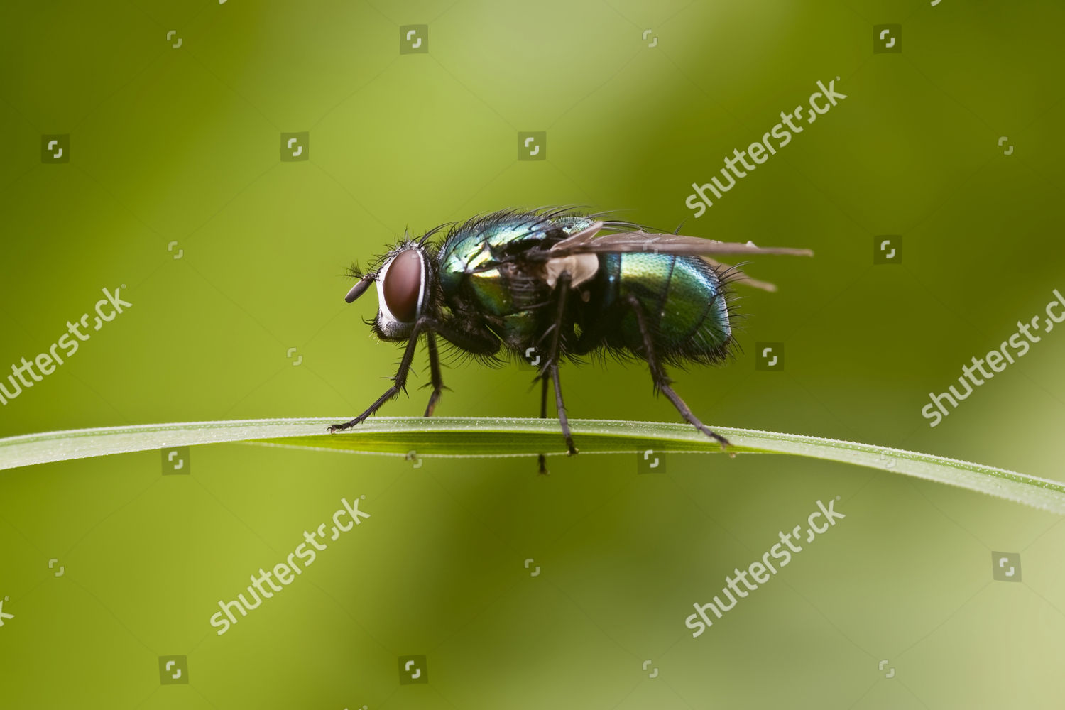 Greenbottle Fly Lucilia Caesar Editorial Stock Photo - Stock Image ...