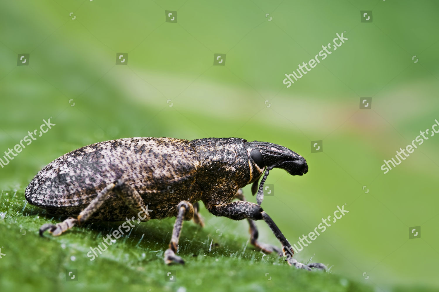 Weevil Curculionidae Editorial Stock Photo - Stock Image | Shutterstock