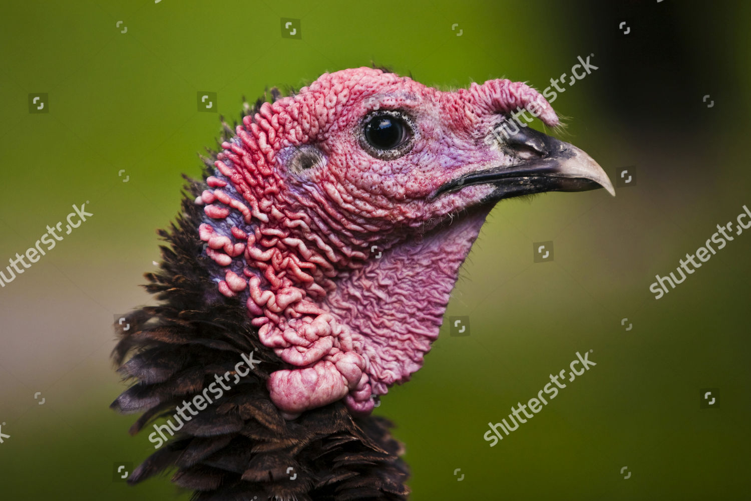 Common Turkey Meleagris Gallopavo Editorial Stock Photo - Stock Image ...