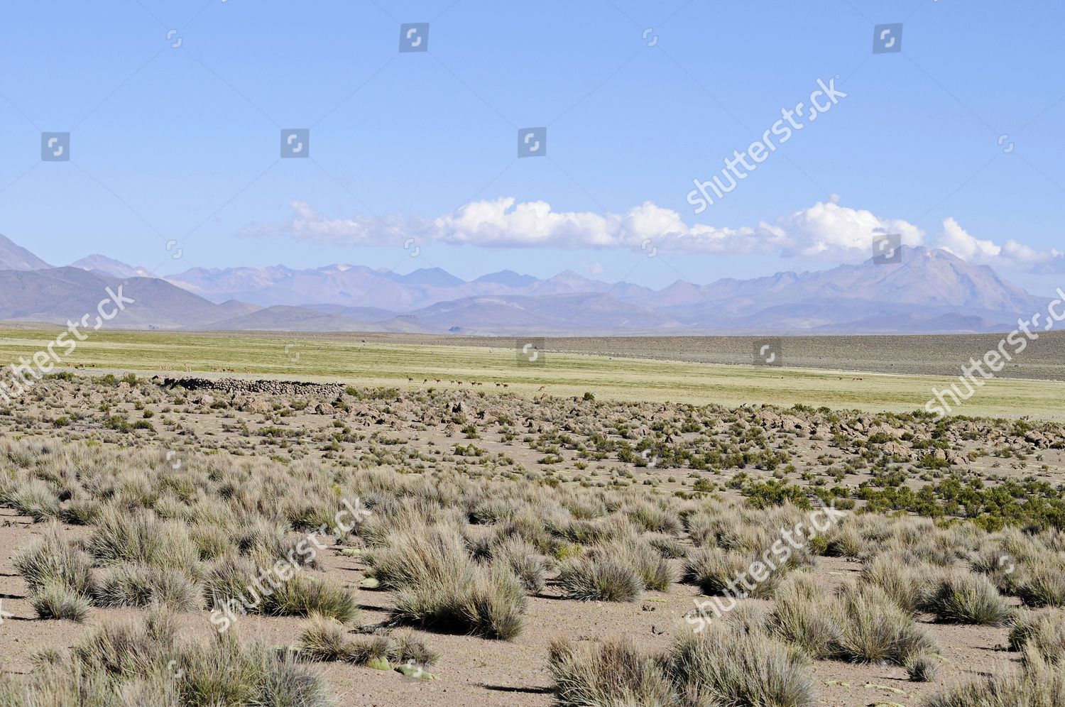 Steppe Grasses Vegetation Open Plain Reserva Editorial Stock Photo ...