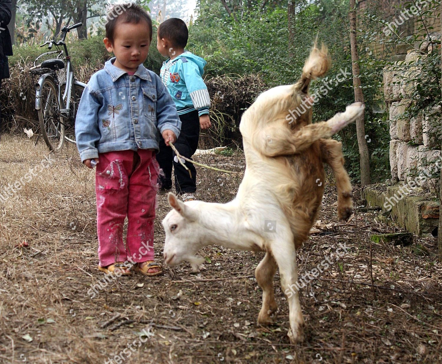 Disabled Goat Walks On Forelegs Editorial Stock Photo - Stock Image ...