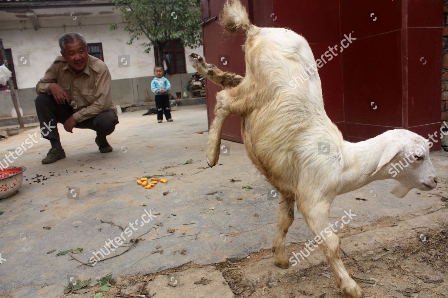 Disabled Goat Walks On Forelegs While Editorial Stock Photo - Stock ...