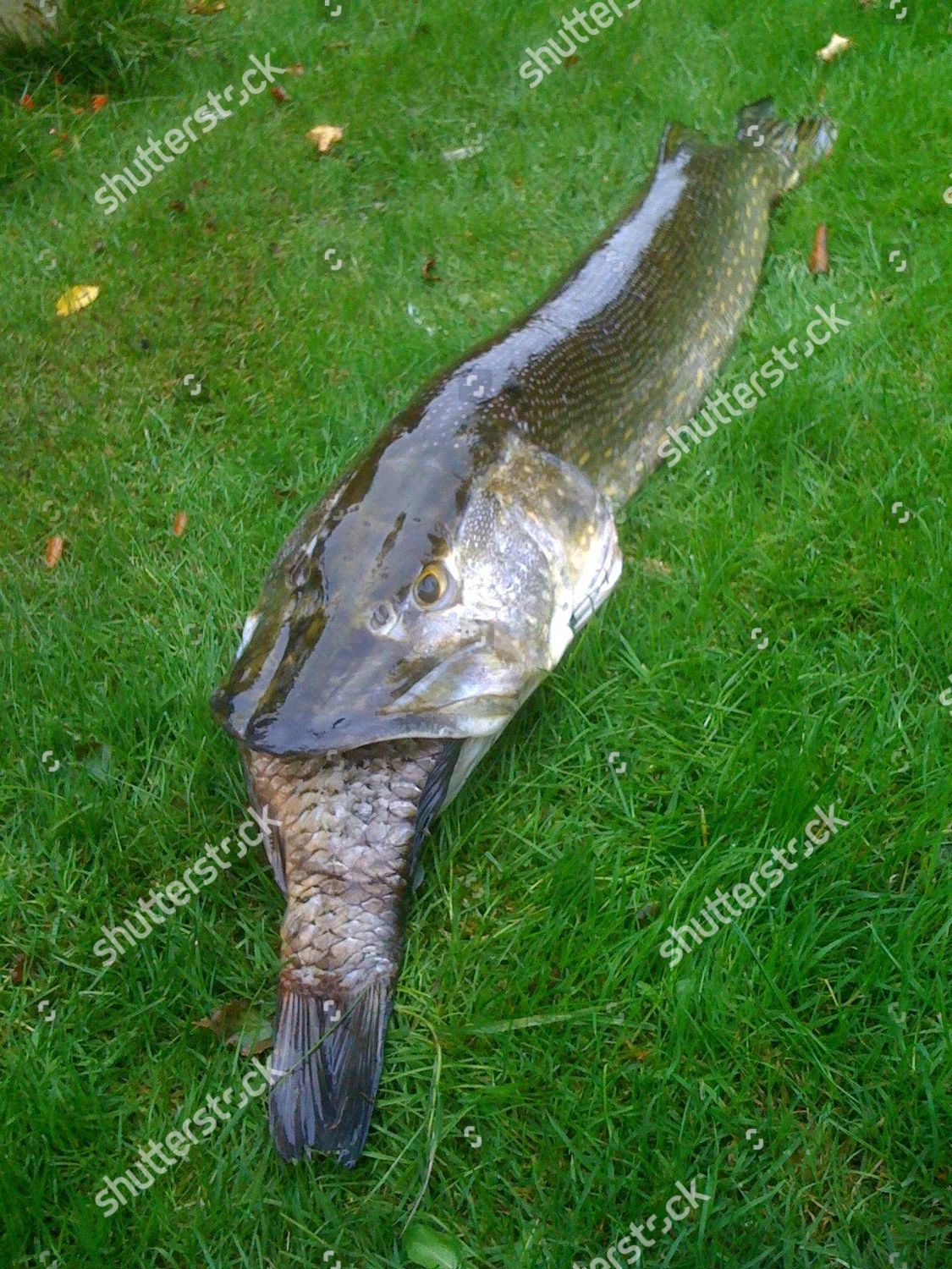 Dead Pike Carp Mouth Editorial Stock Photo - Stock Image | Shutterstock