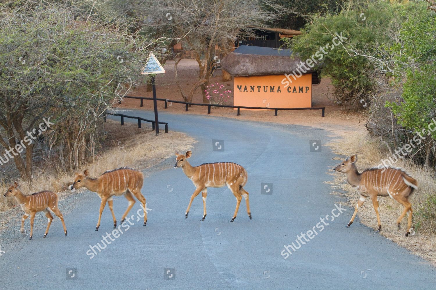 Herd Nyala Antelope Crossing Road Mantuna Editorial Stock Photo - Stock ...