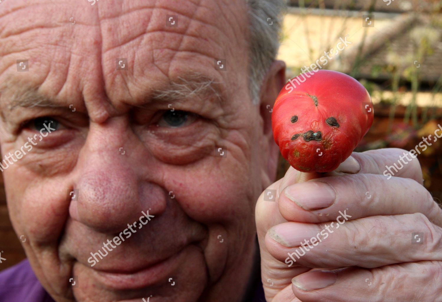 Heinz Zielke Cherry Tomato Adolf Hitler Editorial Stock Photo - Stock ...