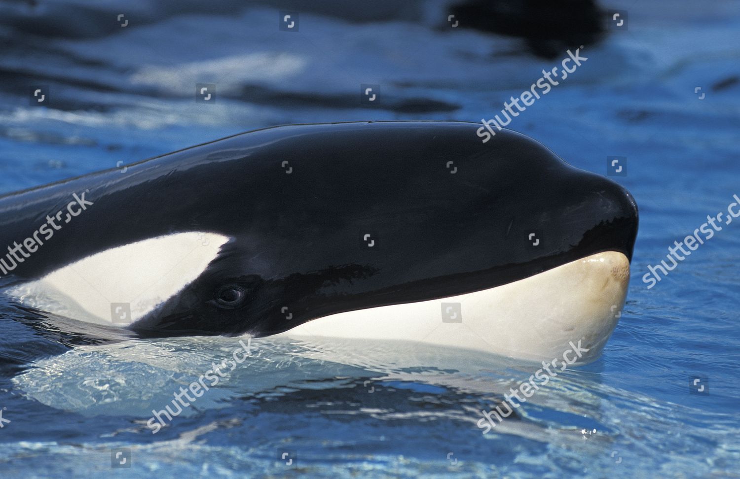 Killer Whale Orcinus Orca Closeup Head Editorial Stock Photo - Stock ...