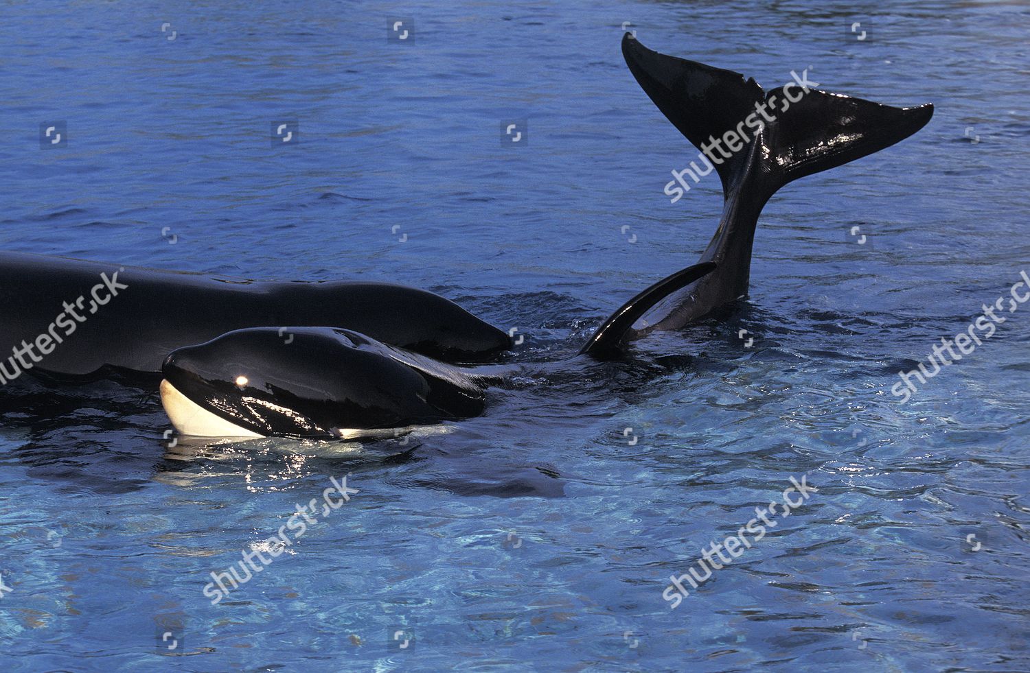 Killer Whale Orcinus Orca Head Tail Editorial Stock Photo - Stock Image ...