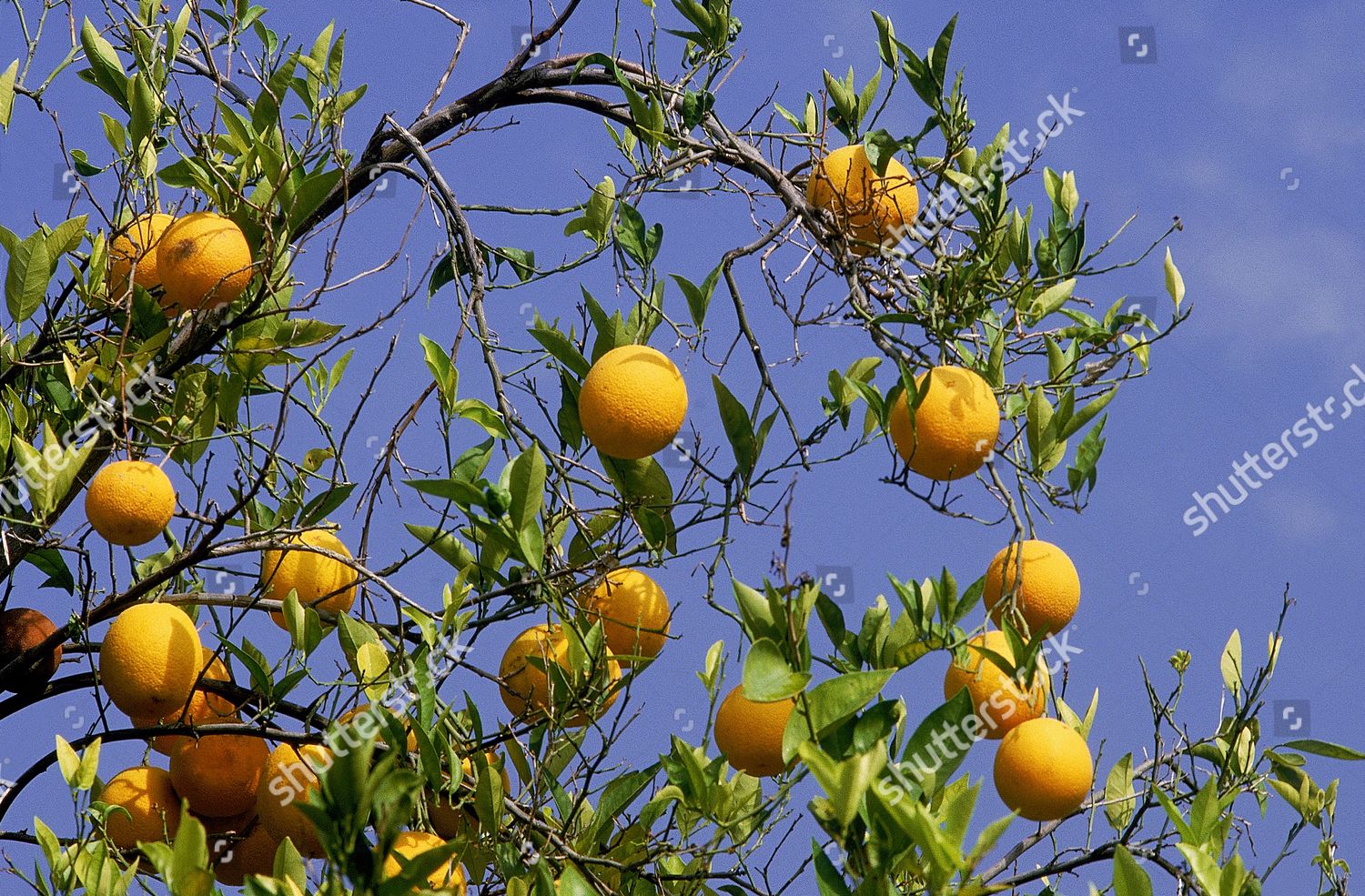 Orange Tree Branch Citrus Sinensis Oranges Editorial Stock Photo ...