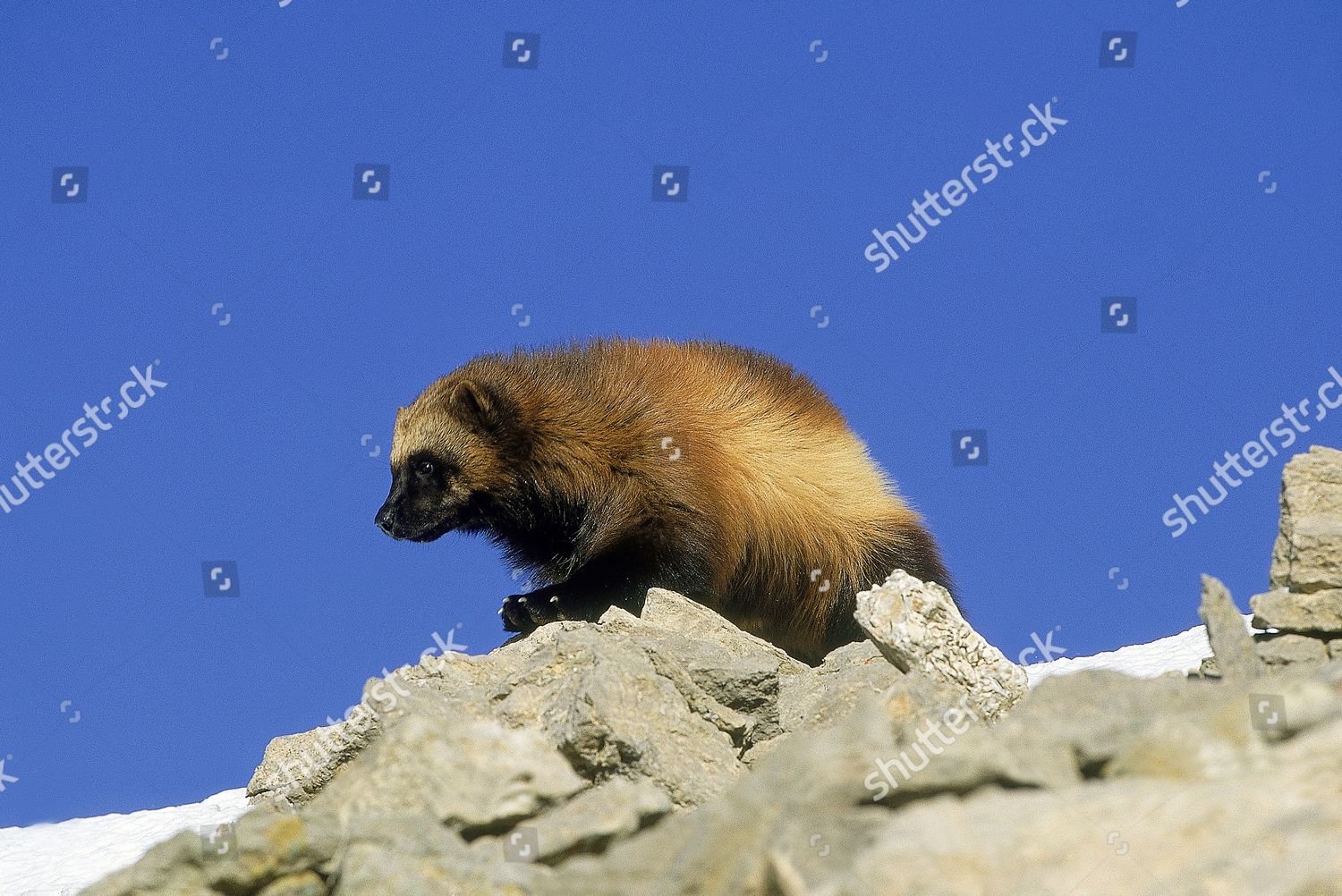 North American Wolverine Gulo Gulo Luscus Editorial Stock Photo - Stock ...