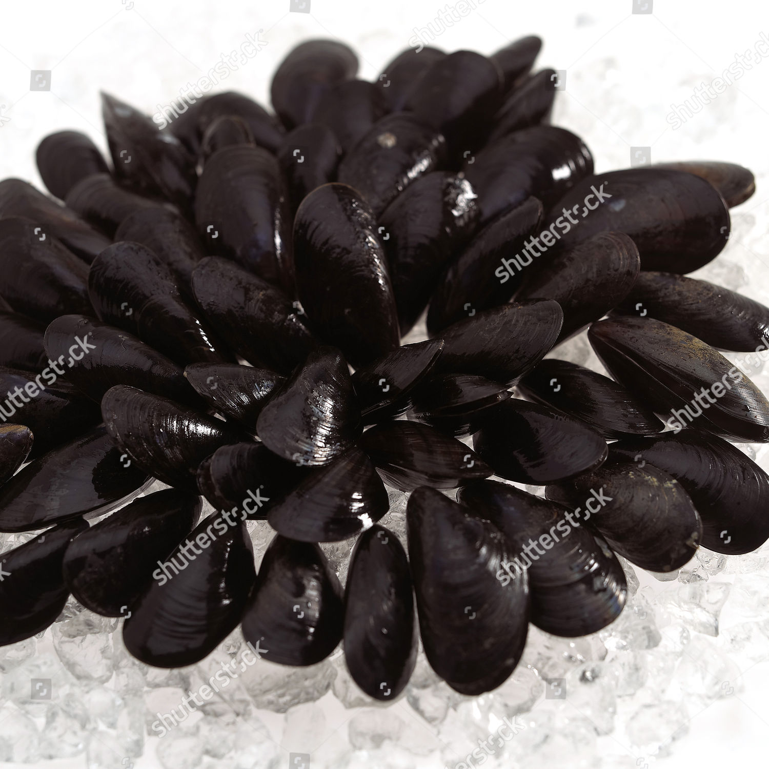 Fresh Mussels Mytilus Edulis On Ice Editorial Stock Photo - Stock Image ...