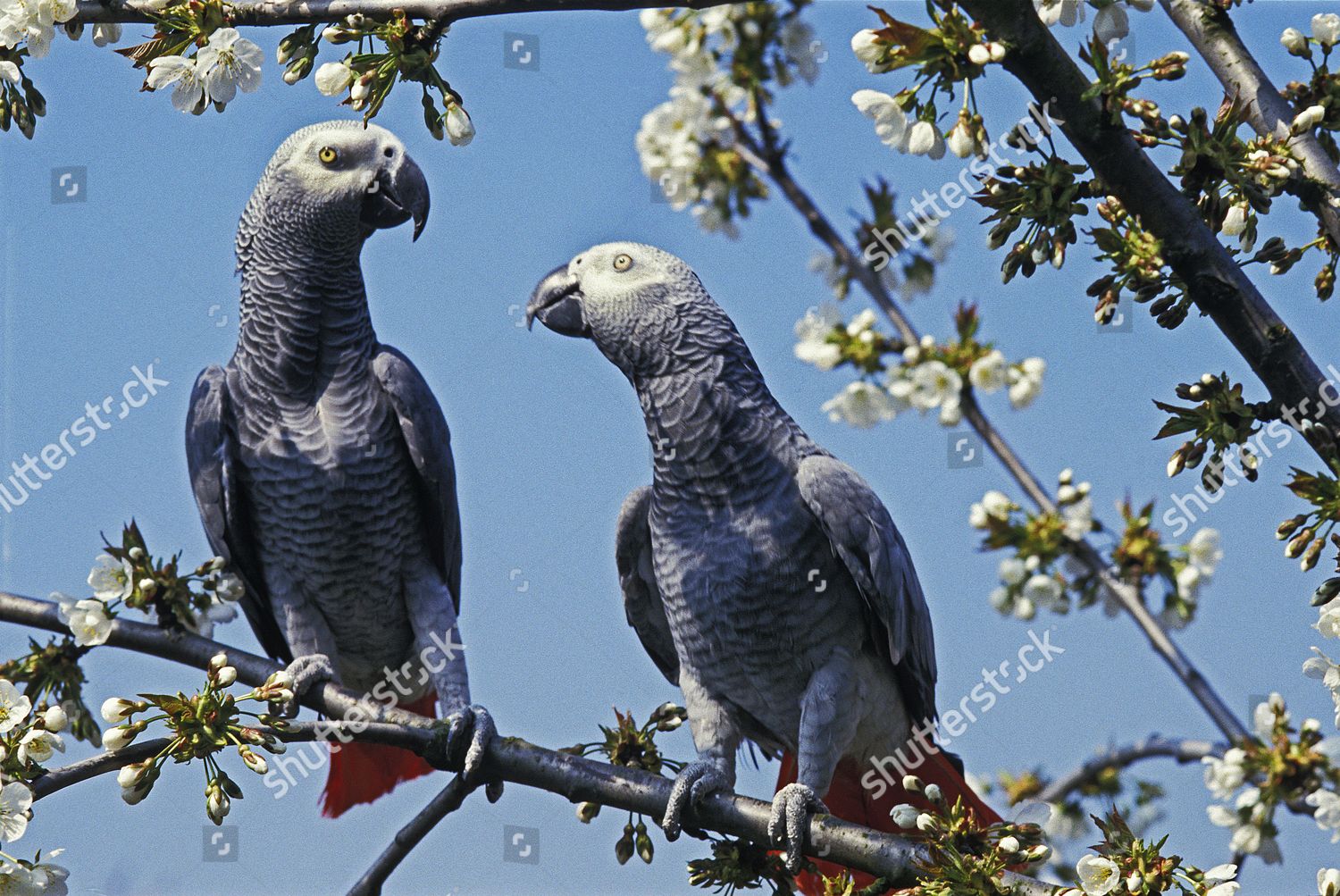 African Grey Parrot Psittacus Erithacus Pair Editorial Stock Photo ...