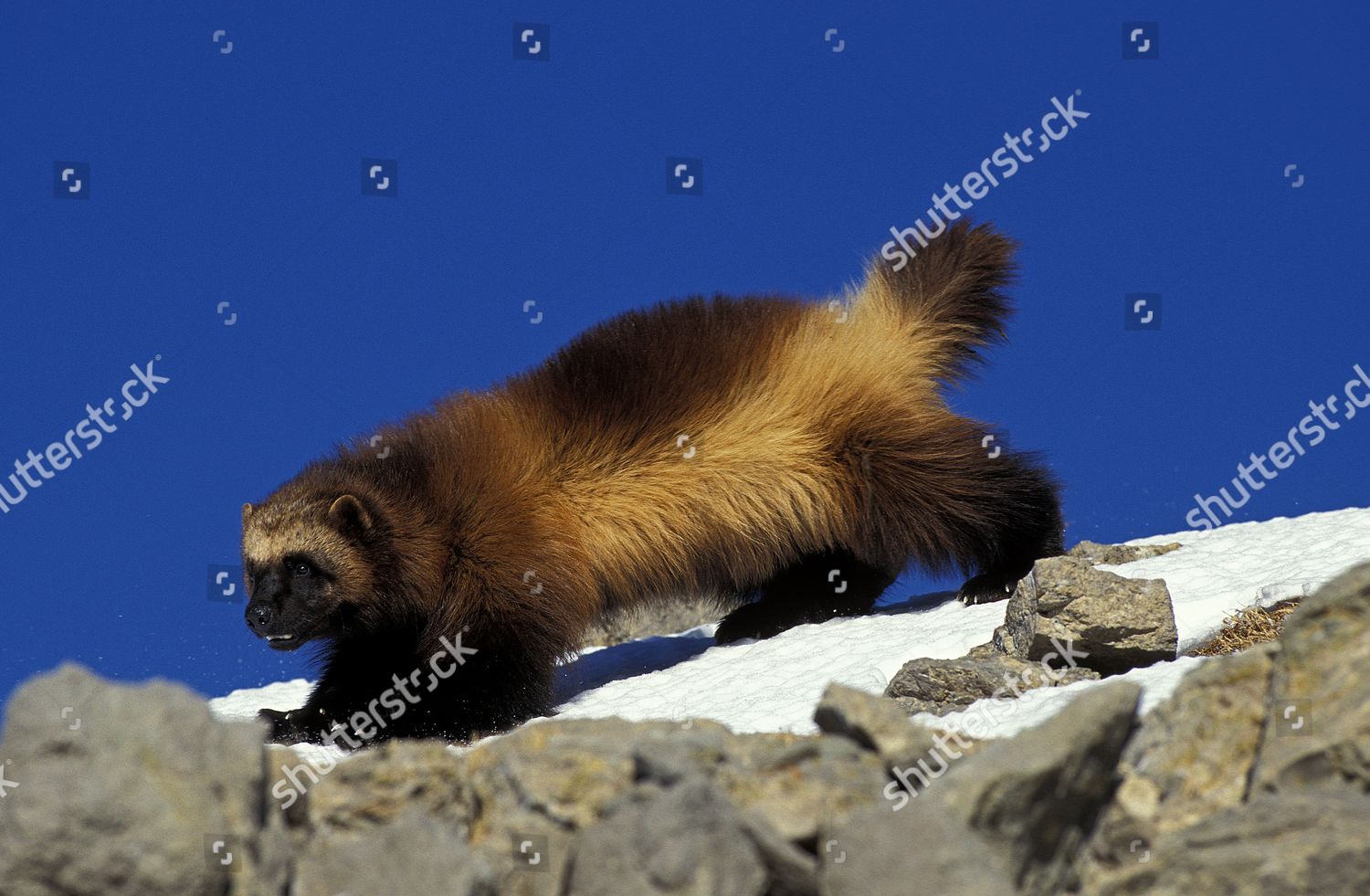 North American Wolverine Gulo Gulo Luscus Editorial Stock Photo - Stock ...