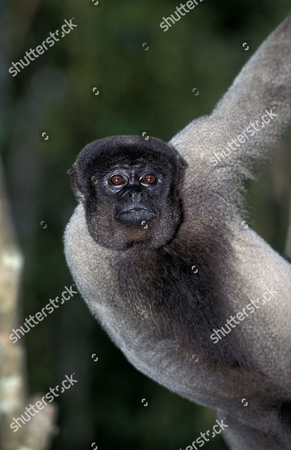Colombian Wolly Monkey Lagothrix Lagothricha Lugens Editorial Stock ...