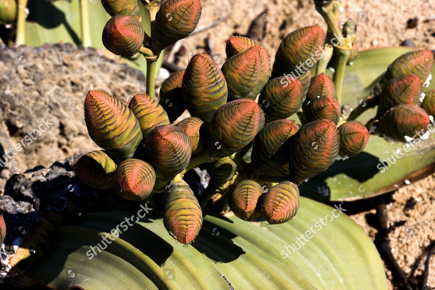 Welwitschia Welwitschia Mirabilis Namib Desert Namibia Editorial Stock ...