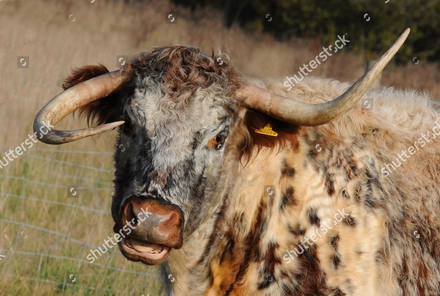 English Longhorn Cow Gabriella Her Lopsided Editorial Stock Photo ...