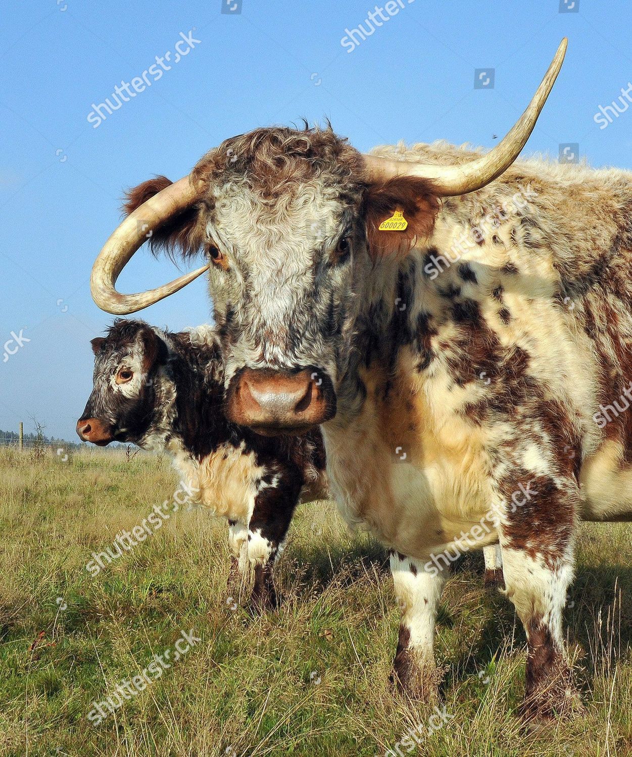 English Longhorn Cow Gabriella Her Lopsided Editorial Stock Photo ...