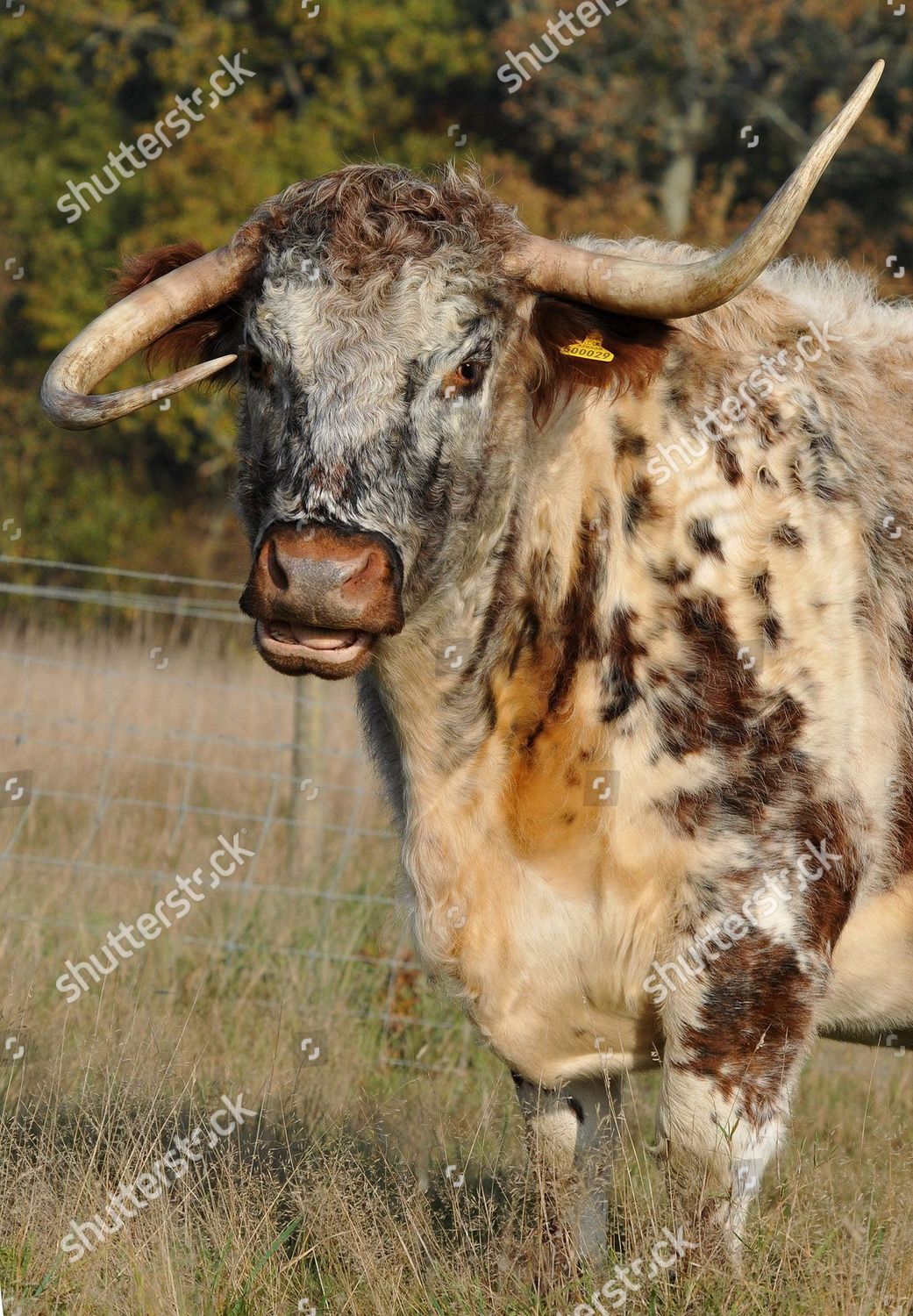 English Longhorn Cow Gabriella Her Lopsided Editorial Stock Photo ...