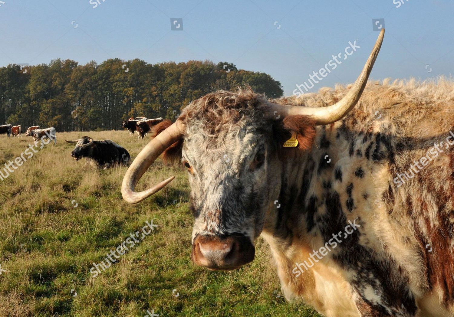 English Longhorn Cow Gabriella Her Lopsided Editorial Stock Photo ...