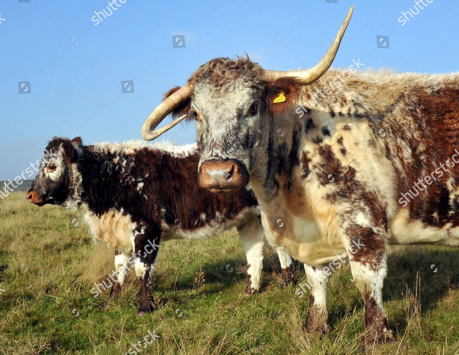 English Longhorn Cow Gabriella Her Lopsided Editorial Stock Photo ...