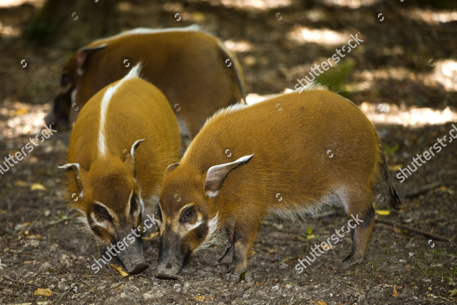 Red River Hog Bush Pig Potamochoerus Editorial Stock Photo - Stock ...