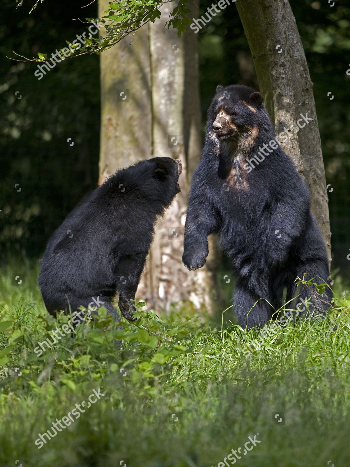 Spectacled Bear Tremarctos Ornatus Adults Standing Editorial Stock ...