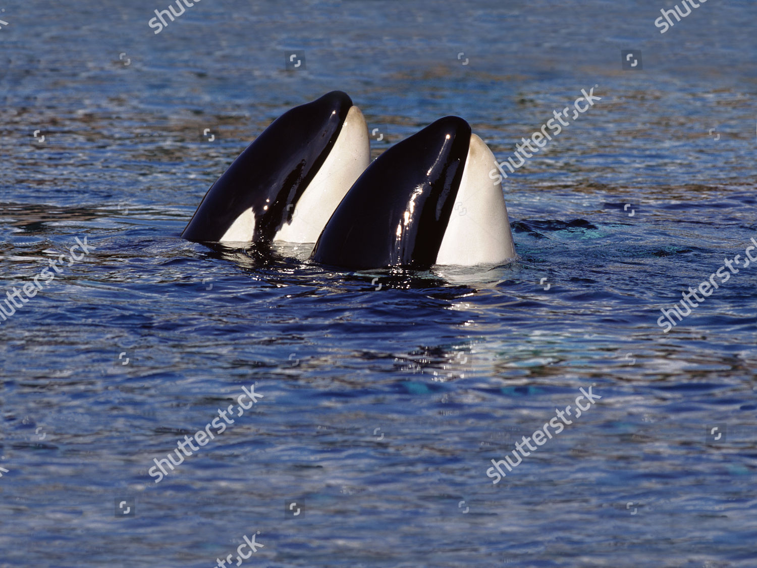 Killer Whale Orcinus Orca Head Emerging Editorial Stock Photo - Stock ...