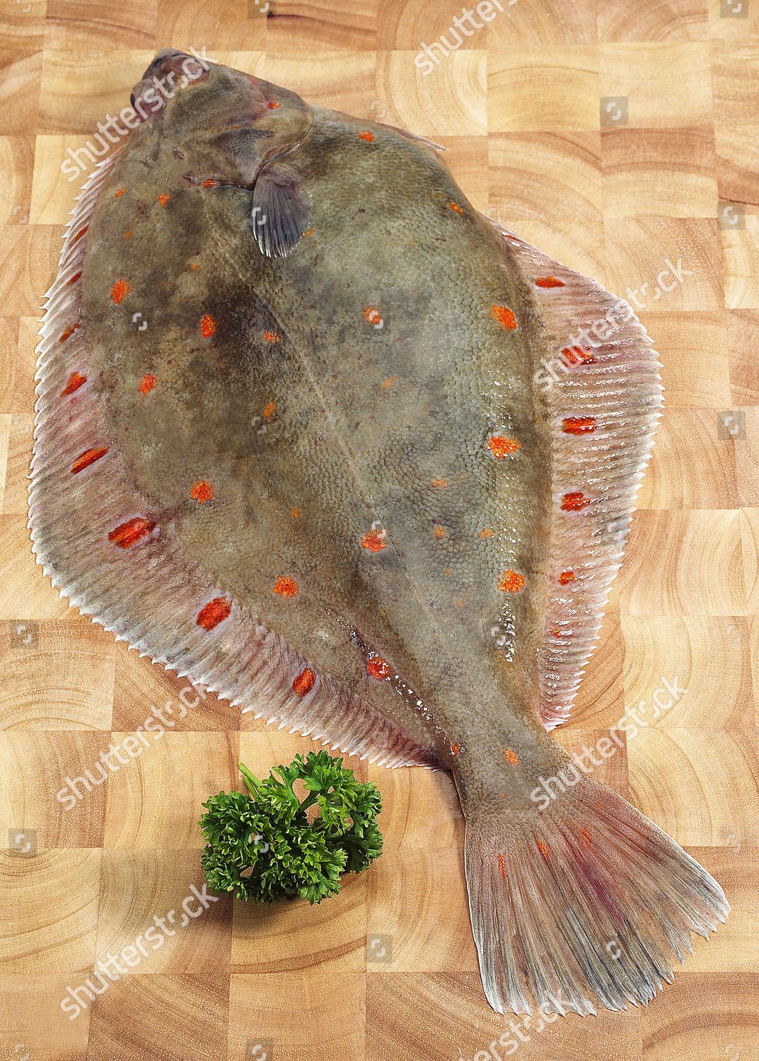 Fresh Plaice Pleuronectes Platessa Sith Persley Editorial Stock Photo ...