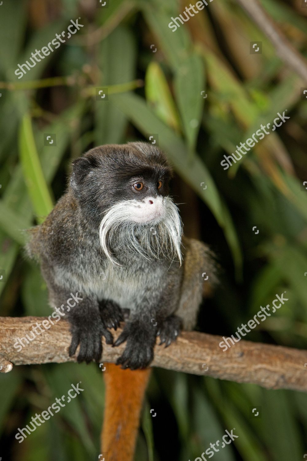 Emperor Tamarin Saguinus Imperator Subgrisescens Standing Editorial ...