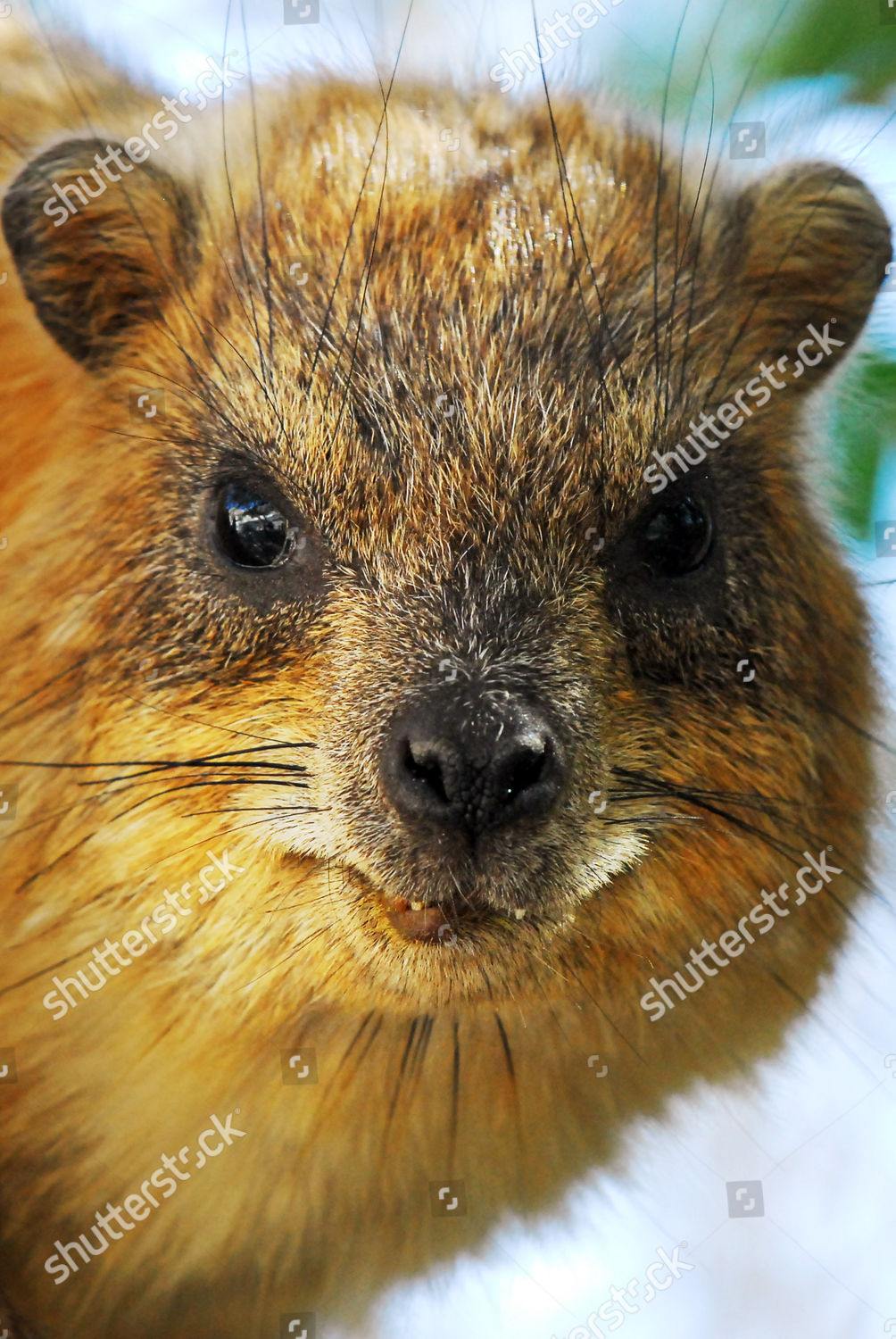 Hyrax Eind Gedi Dead Sea Israel Editorial Stock Photo - Stock Image ...
