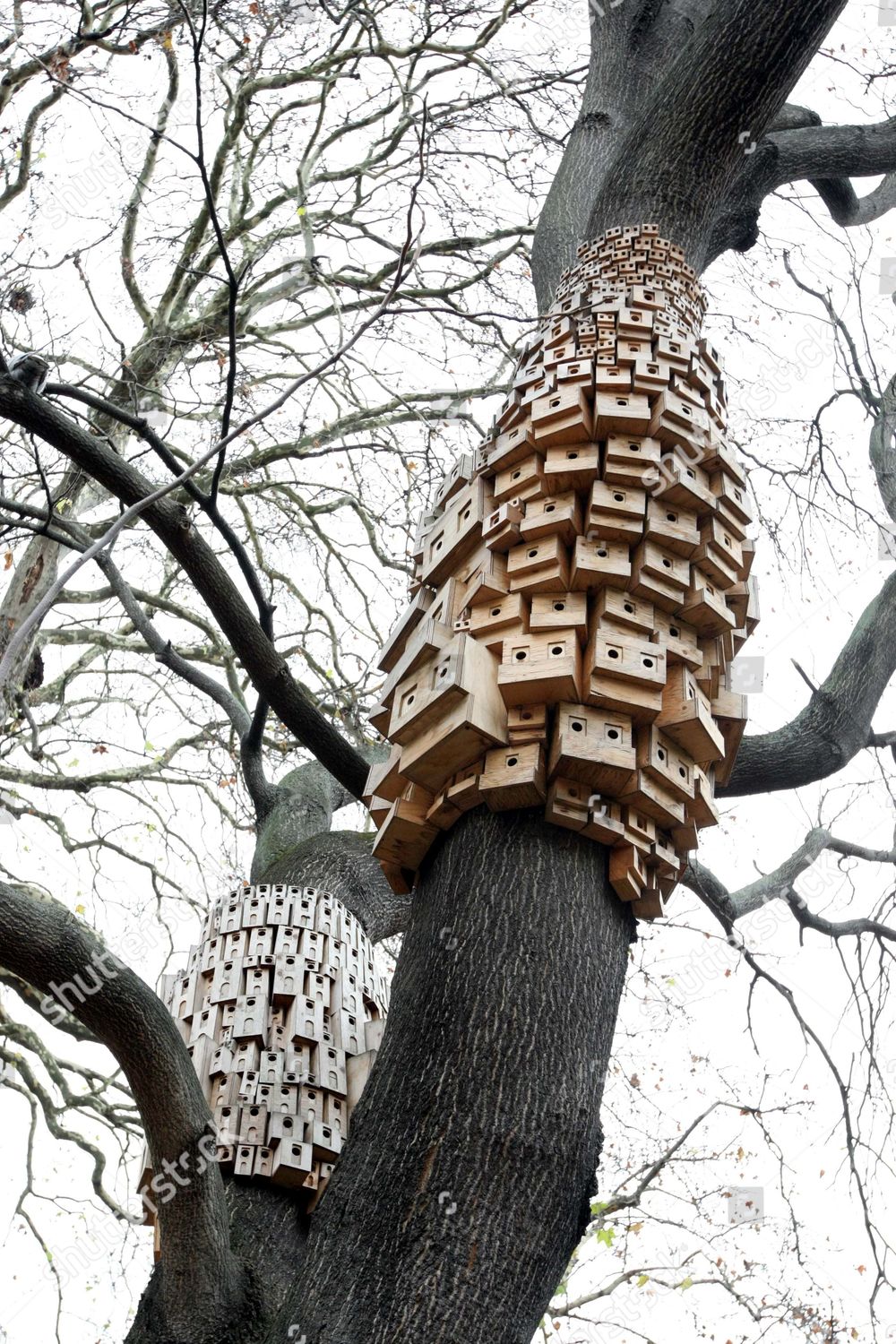 Cluster Bird Boxes Tree Heaven Duncan Editorial Stock Photo - Stock ...