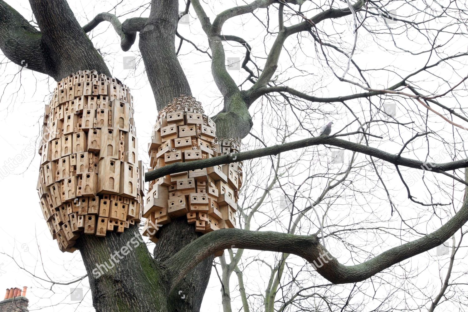 Cluster Bird Boxes Tree Heaven Duncan Editorial Stock Photo - Stock ...