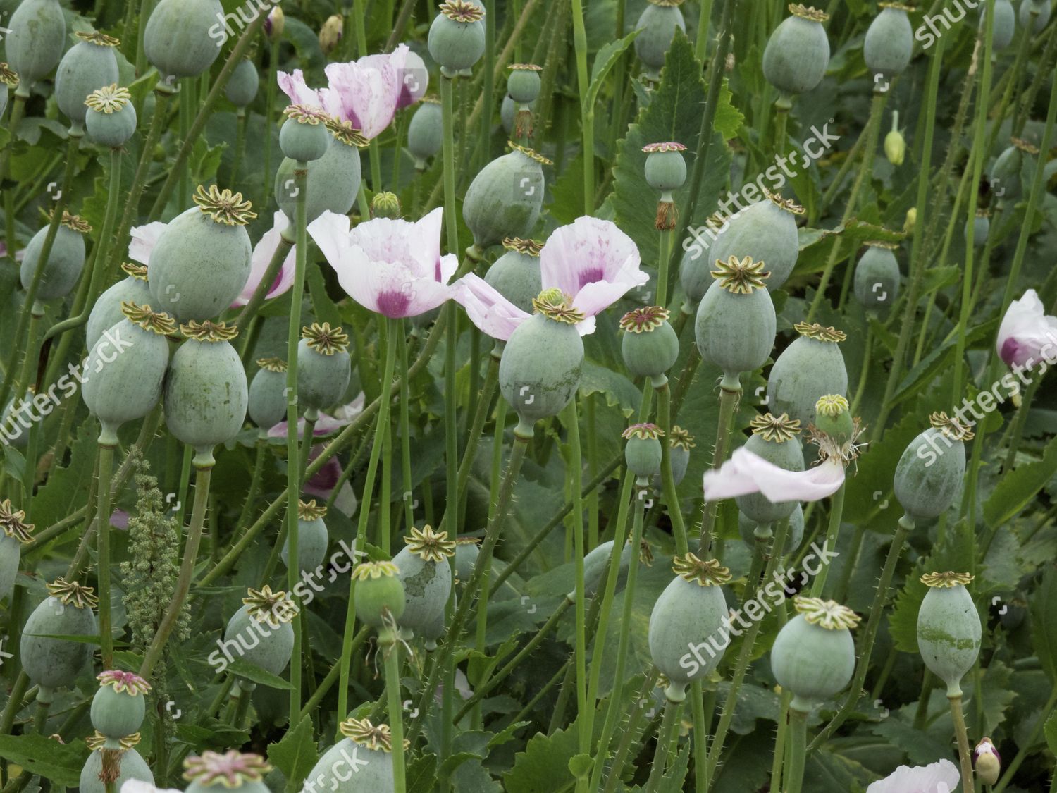 Pink Medicinal Opium Poppies Cultivated On Editorial Stock Photo ...