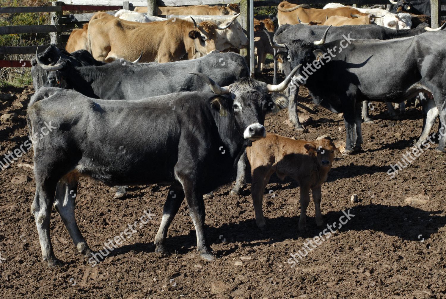 Spanish Cows Calf Cantabria Spain Editorial Stock Photo - Stock Image ...