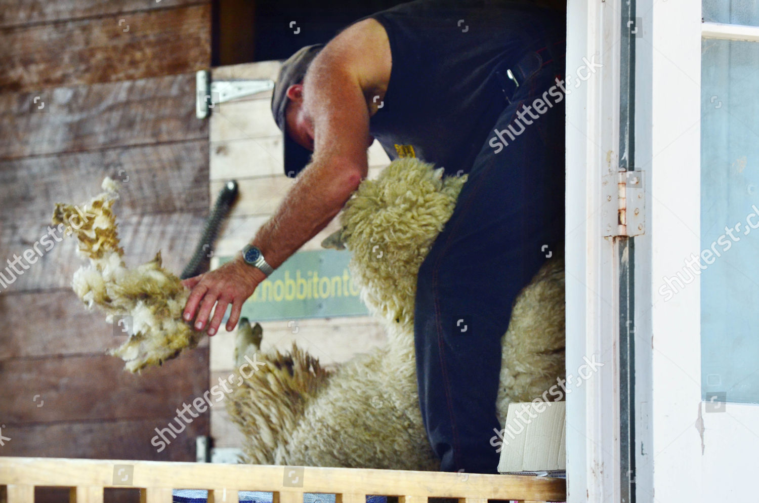 Farmer Shearing Sheep Sheep Farm New Editorial Stock Photo - Stock ...