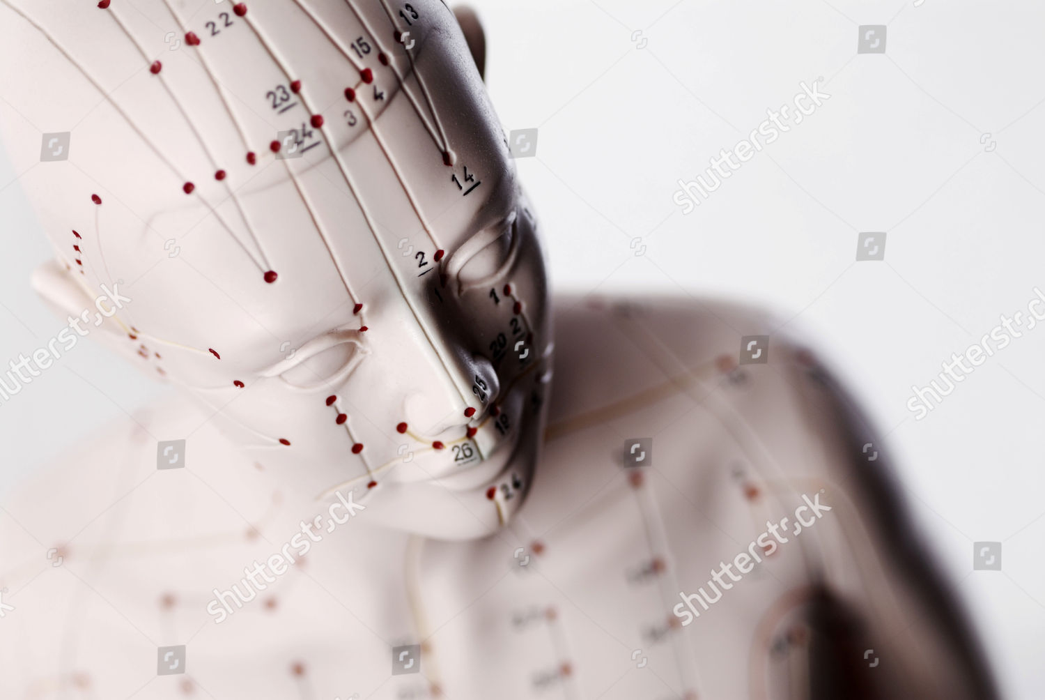 Anatomical Model Head Acupuncture Points Editorial Stock Photo - Stock ...
