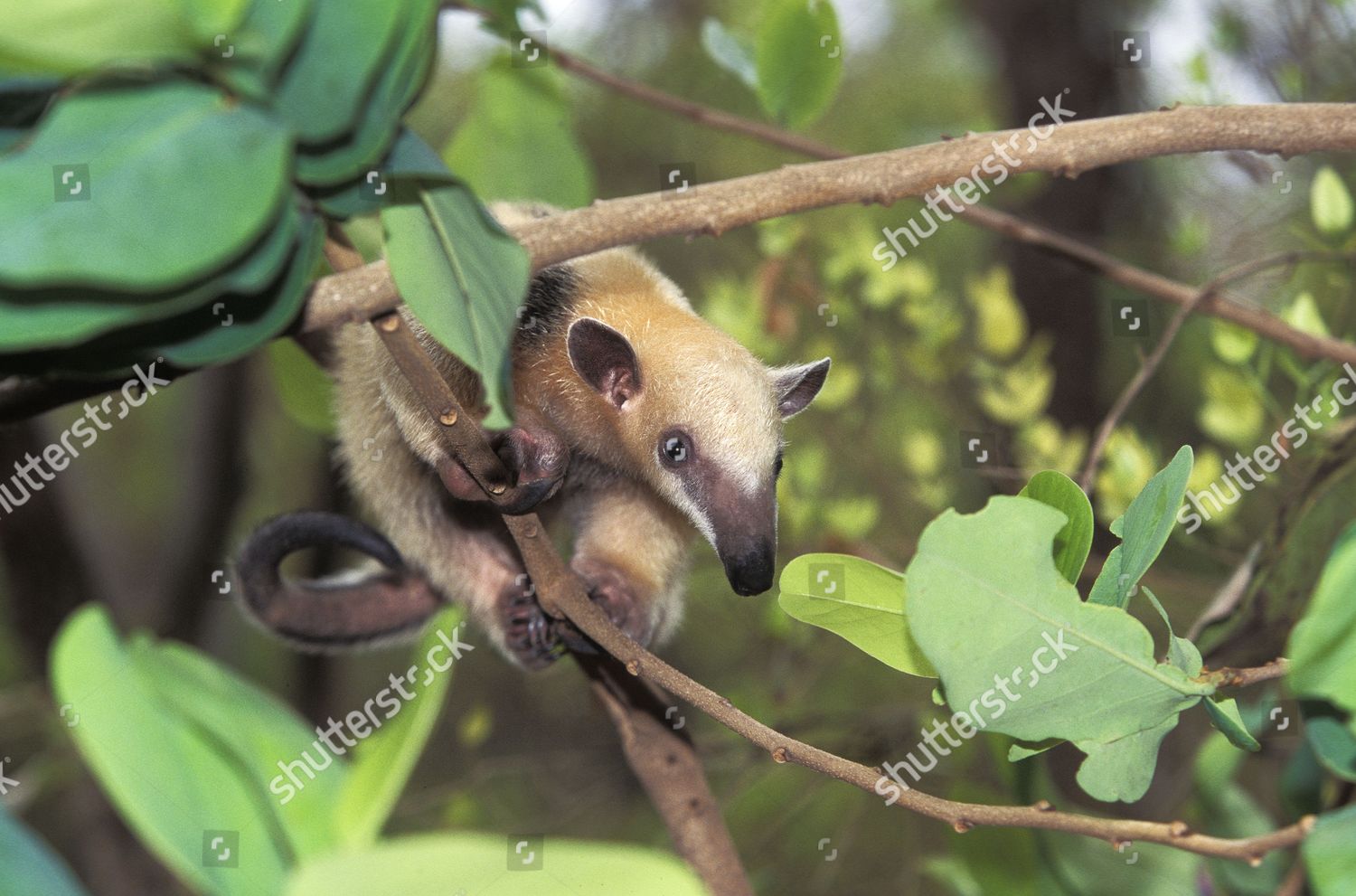 Southern Anteater Tamandua Tetradactyla Standing Tree Editorial Stock ...