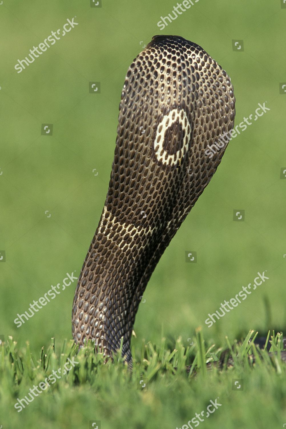 Indian Cobra Naja Naja Back Head Editorial Stock Photo - Stock Image ...