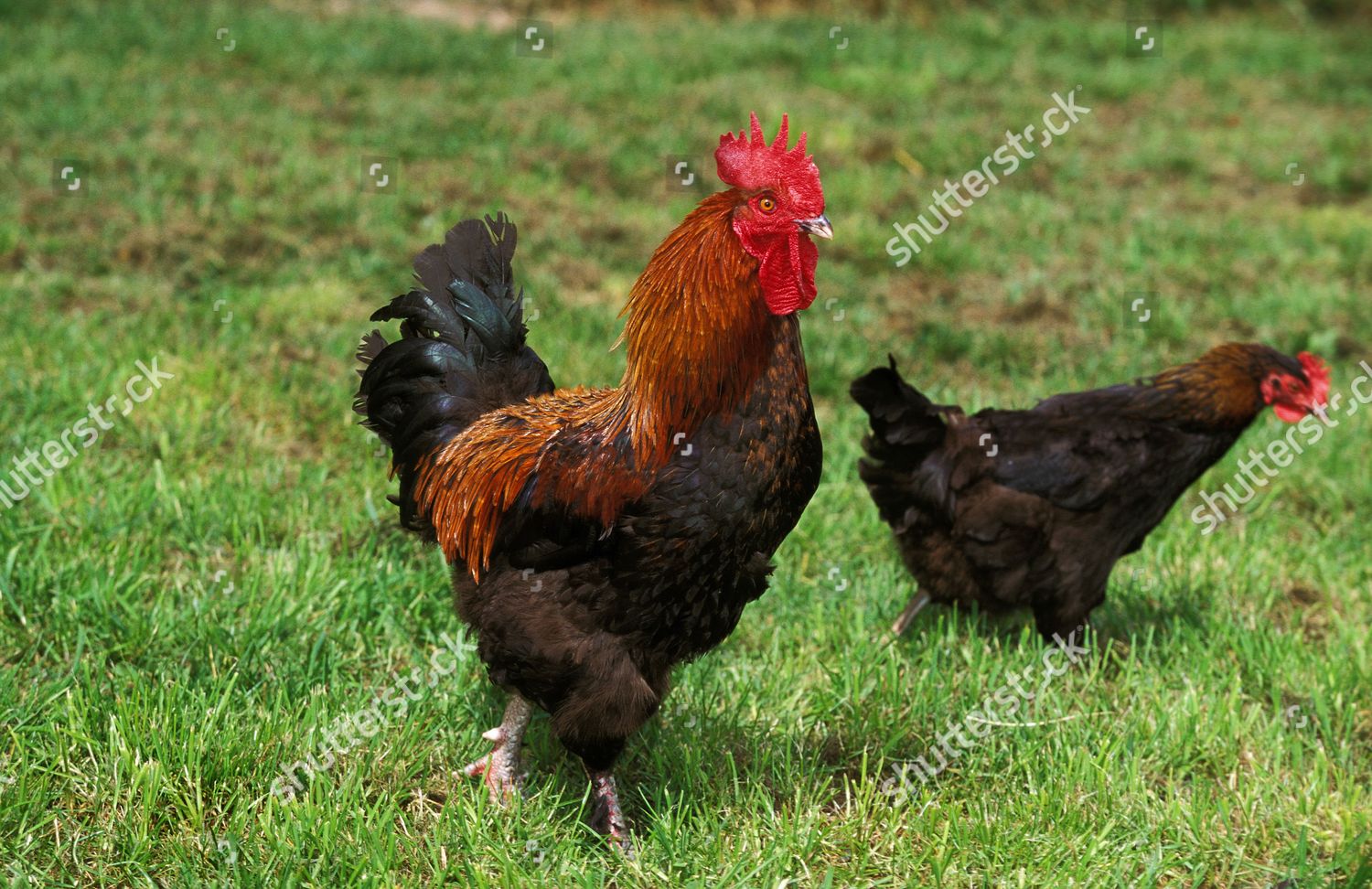 Brown Red Marans Chicken French Breed Editorial Stock Photo - Stock ...