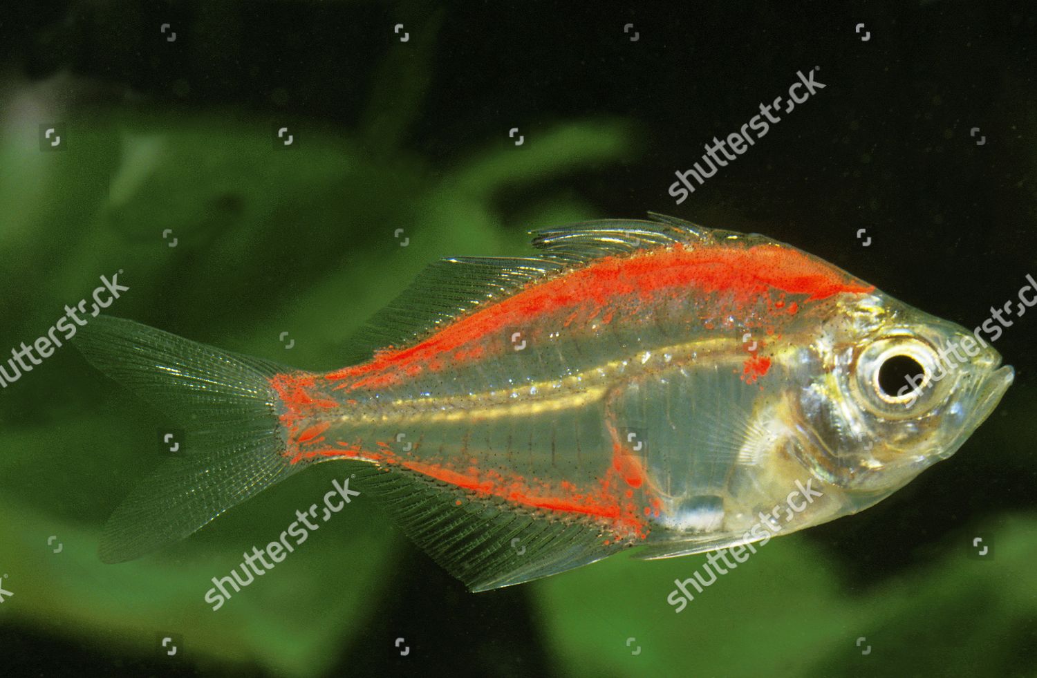 Glassfish Chanda Ranga Color Adult Editorial Stock Photo - Stock Image ...