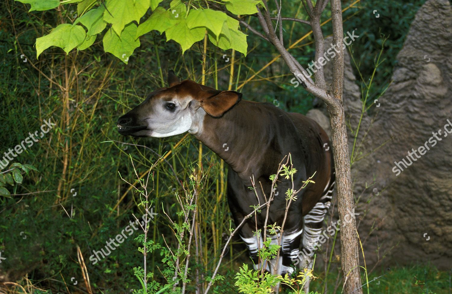 Okapi Okapia Johnstoni Female Editorial Stock Photo - Stock Image ...