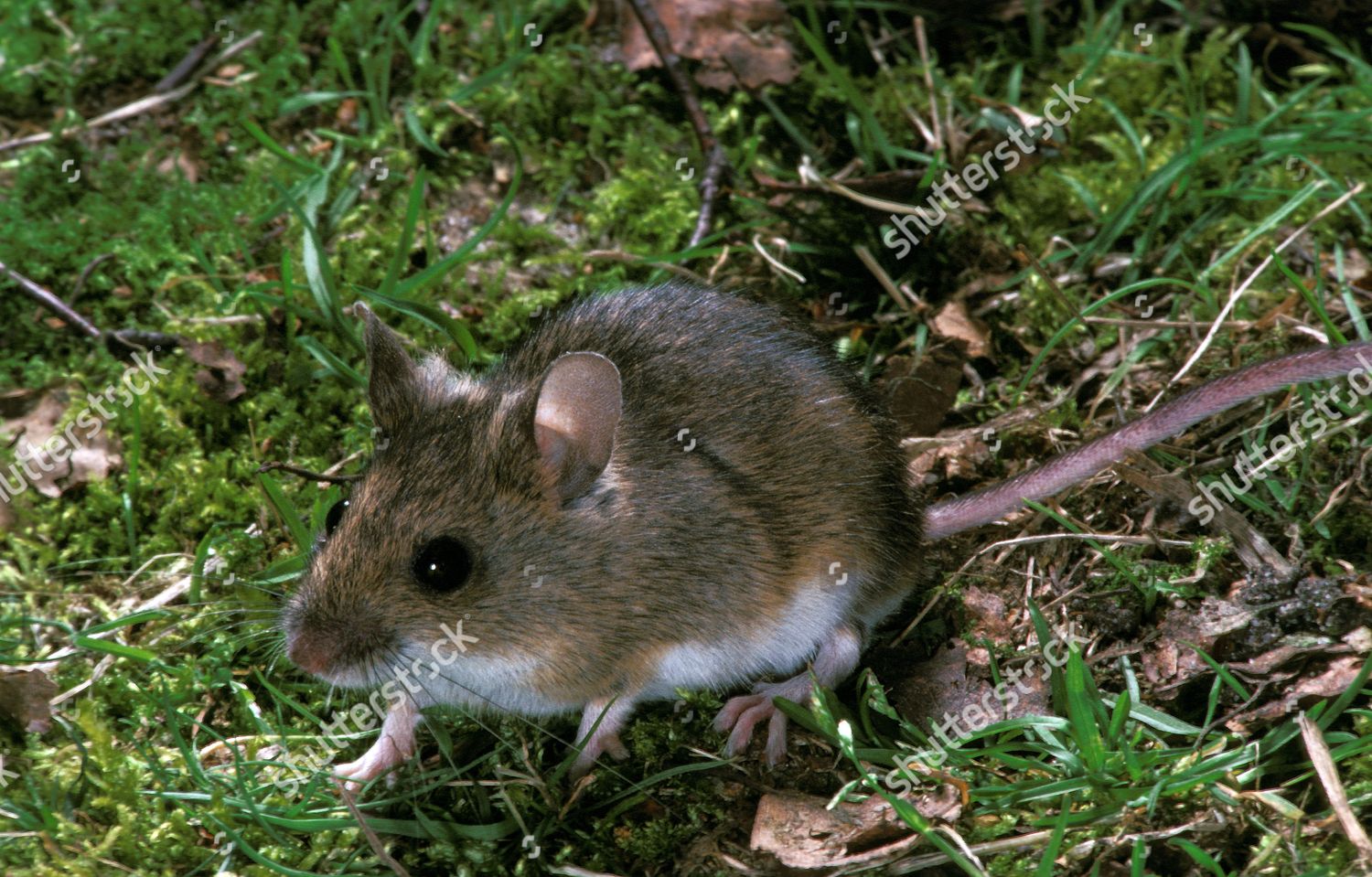 Longtailed Field Mouse Apodemus Sylvaticus Adult Editorial Stock Photo ...