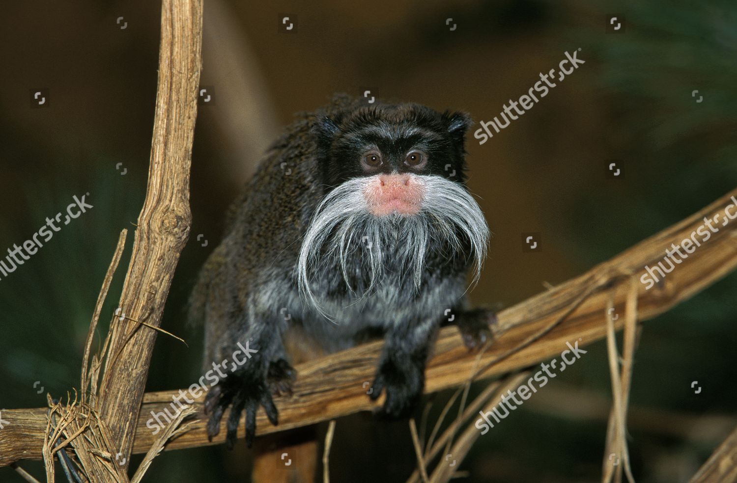 Emperor Tamarin Saguinus Imperator Adult Standing Editorial Stock Photo ...
