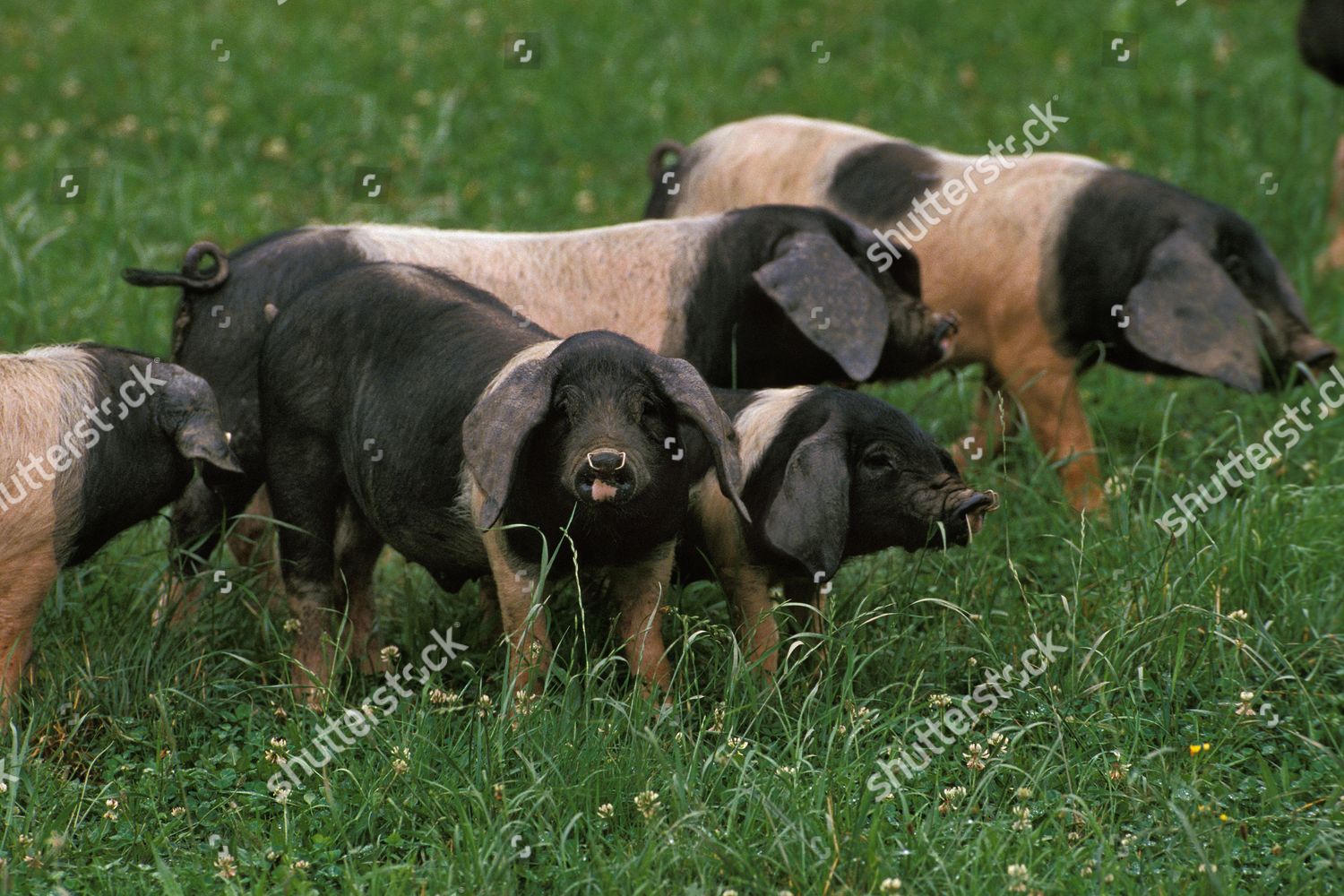Basque Pig French Breed Group Editorial Stock Photo - Stock Image ...