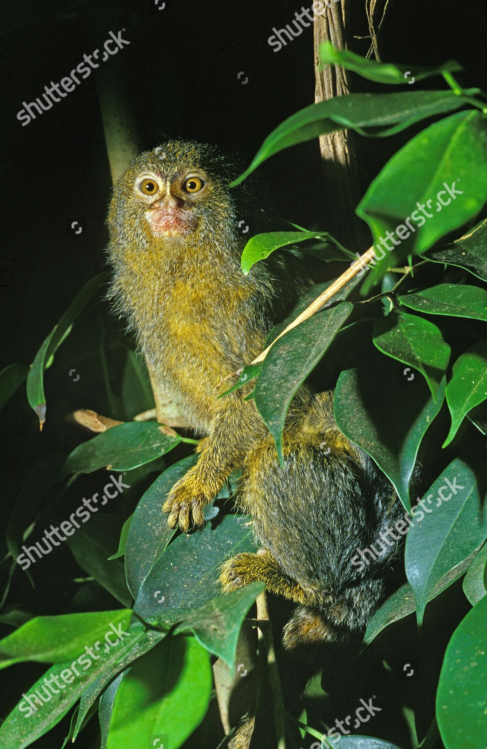 Pygmy Marmoset Callithrix Pygmaea Editorial Stock Photo - Stock Image ...