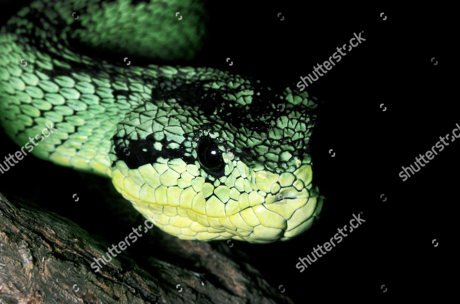 Bush Viper Atheris Nitschei Closeup Head Editorial Stock Photo - Stock ...