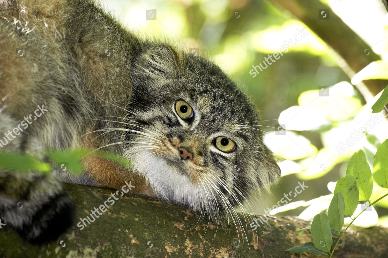 Manul Pallass Cat Otocolobus Manul Standing Editorial Stock Photo ...