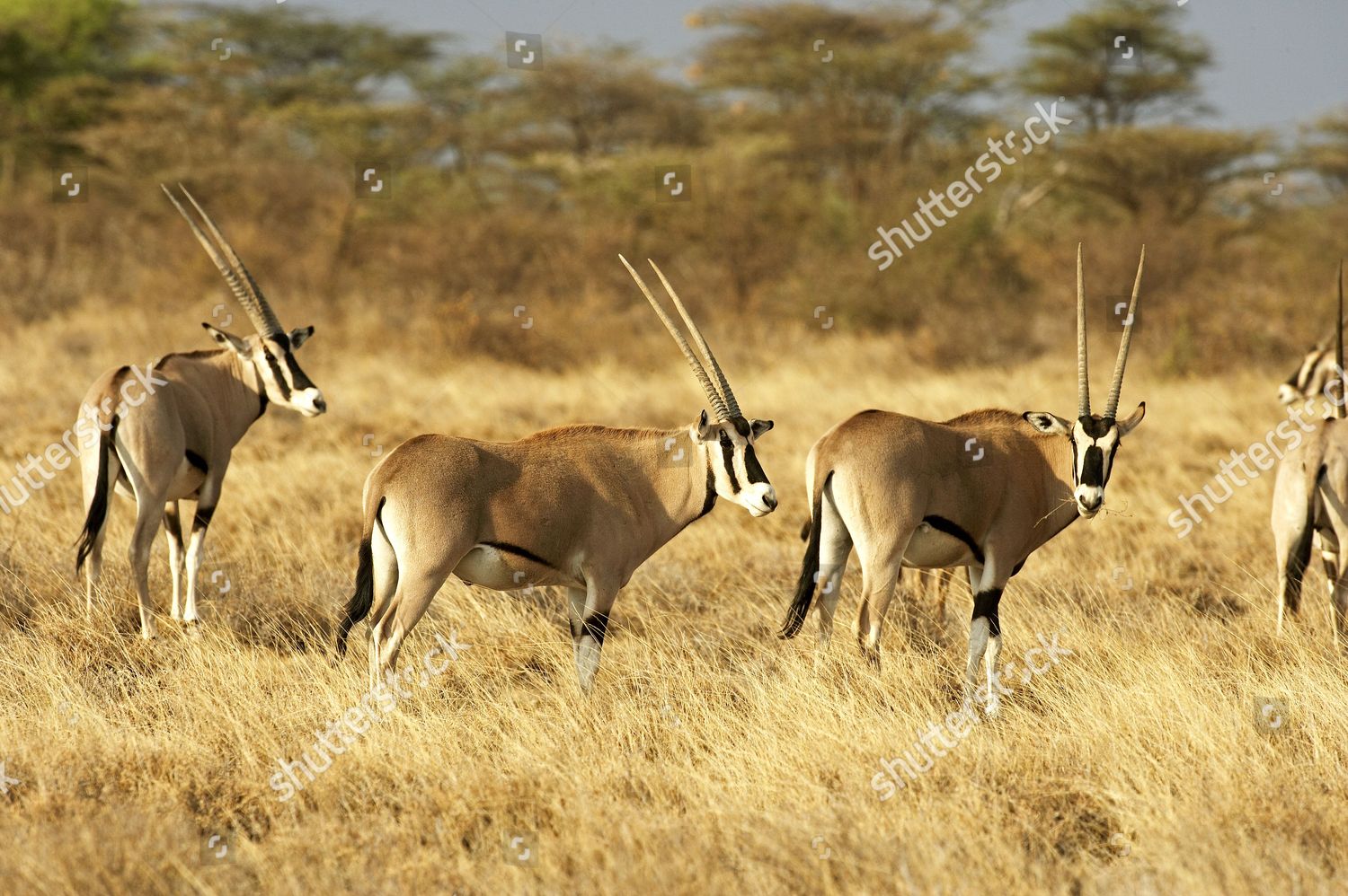 Beisa Oryx Oryx Beisa Group Standing Editorial Stock Photo - Stock ...