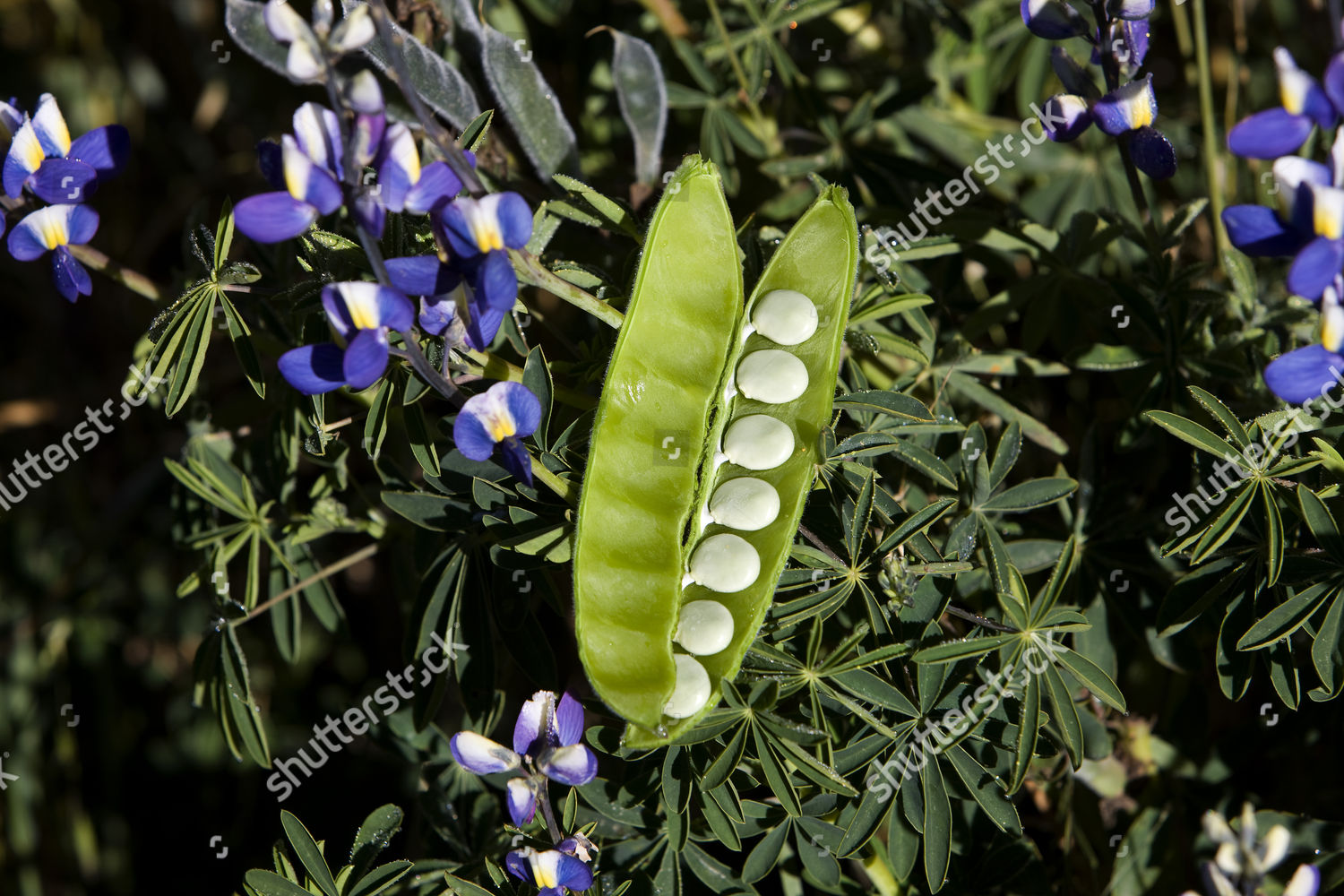 Blooming Peas Pisum Sativum Field Near Editorial Stock Photo - Stock ...