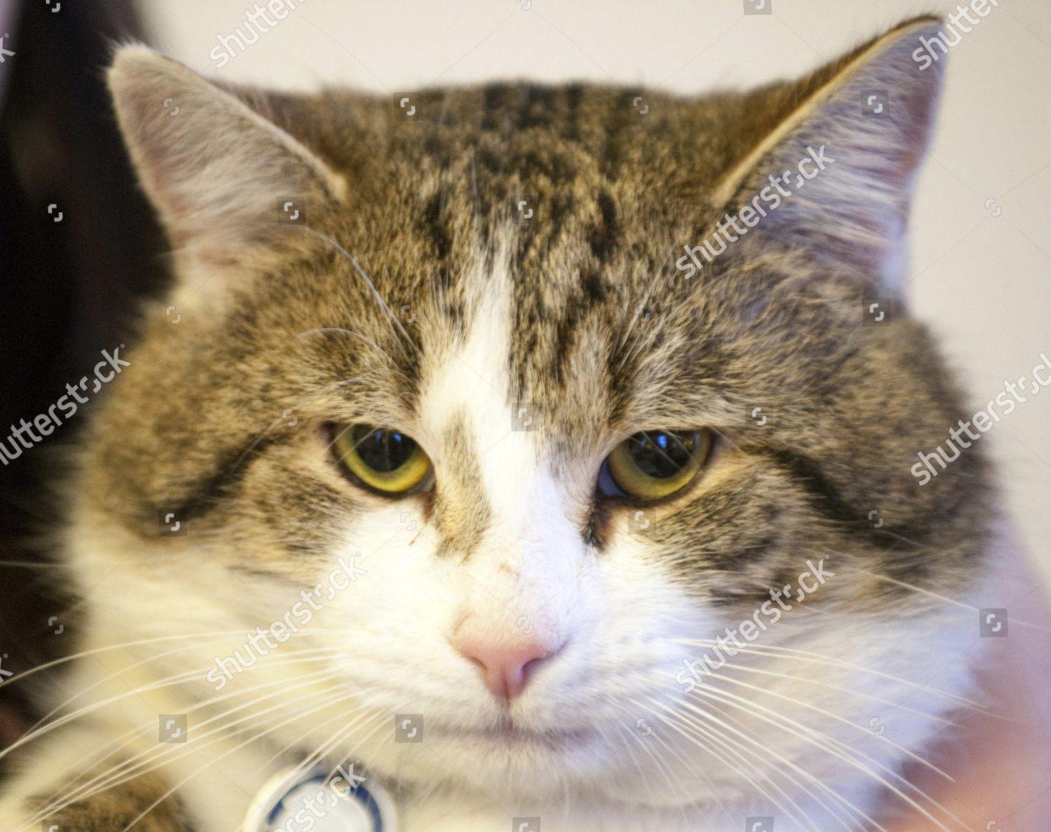 Tabby Cat Named Larry Rests Room Editorial Stock Photo - Stock Image ...
