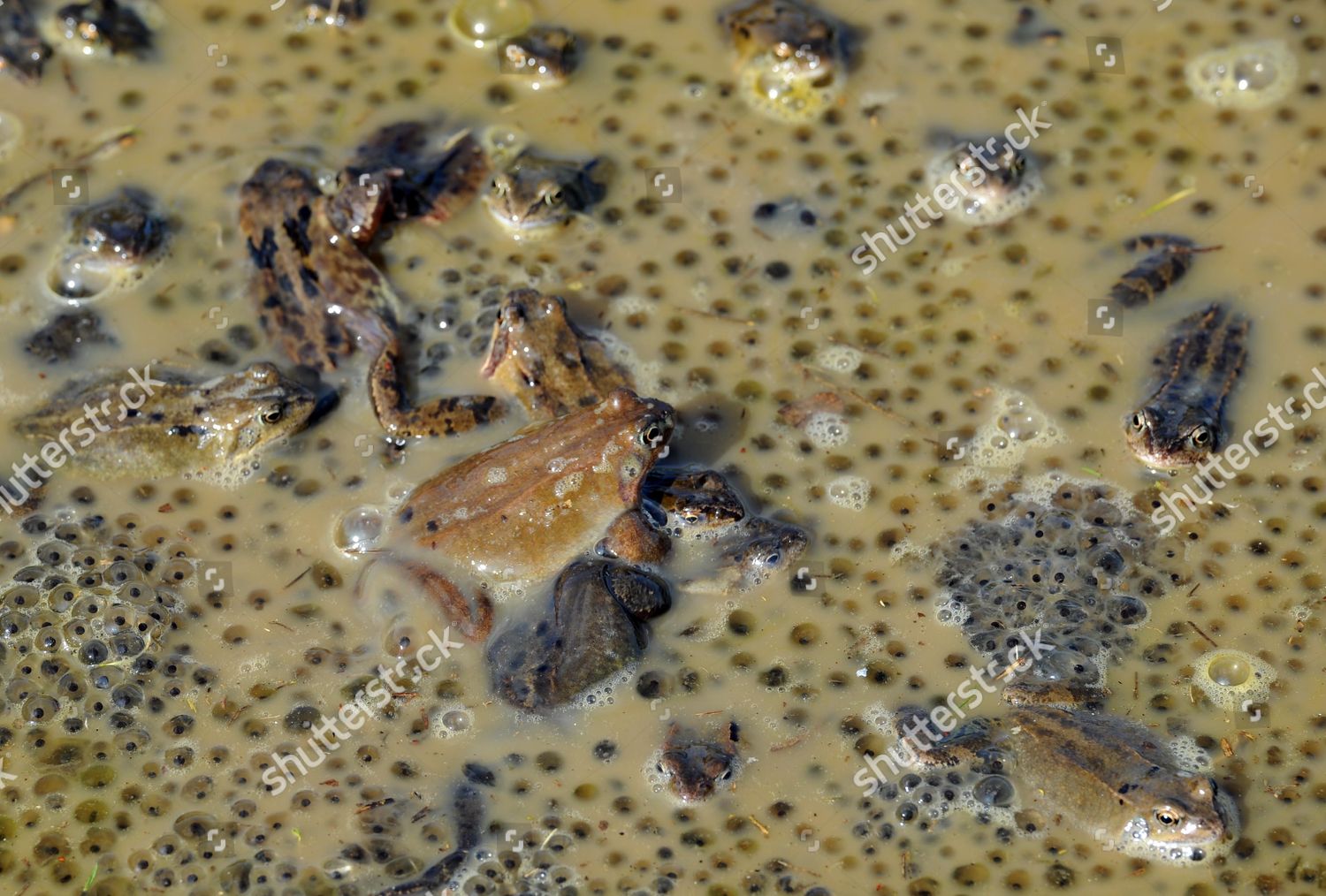 Frogs Spawn Editorial Stock Photo - Stock Image | Shutterstock